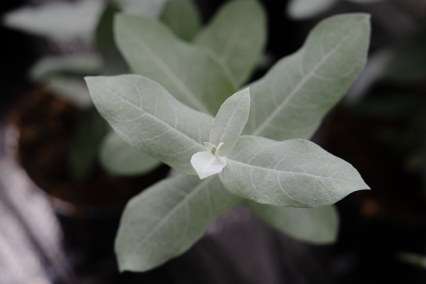 Eucalyptus globulus StyX | Benary