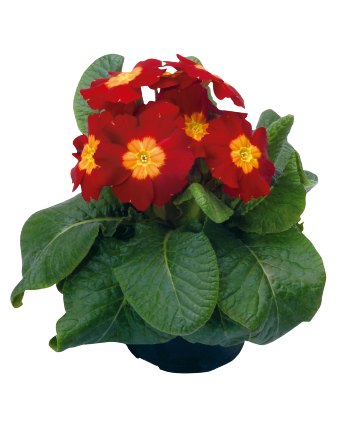Primula elatior F₁ Piano Red | Benary