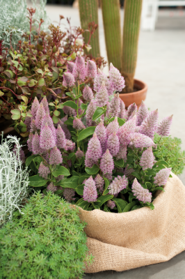 Ptilotus exaltatus Joey® | Benary