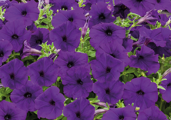 Petunia x hybrida F₁ SUCCESS!® TR Blue | Benary