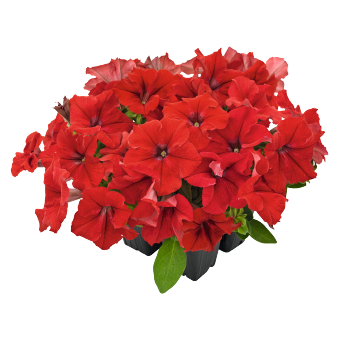 Petunia x hybrida F₁ SUCCESS!® HD Red | Benary