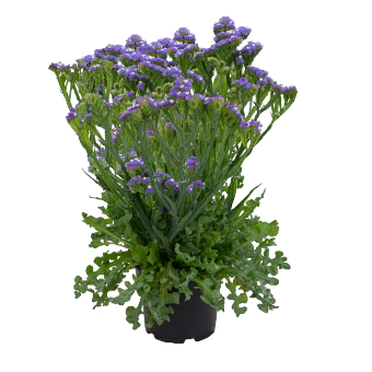 Limonium sinuatum Hipster™ Blue | Benary