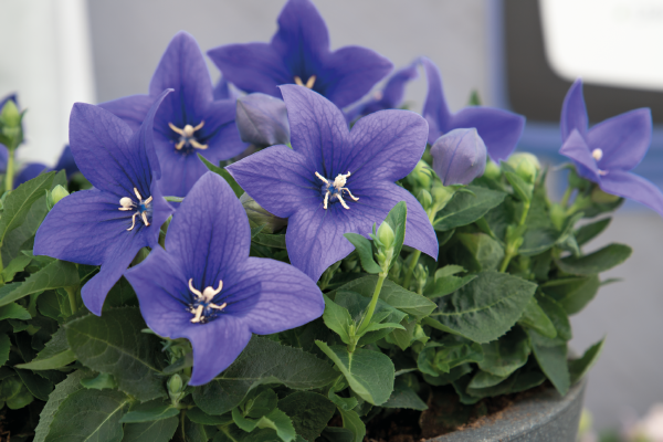 Platycodon grandiflorus F₁ Pop Star™ Blue | Benary