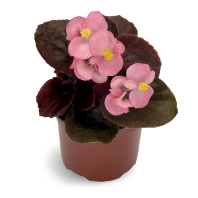 Begonia Cocktail
