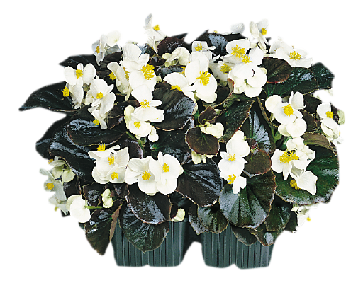 Begonia semperflorens F₁ Cocktail® Whisky® | Benary