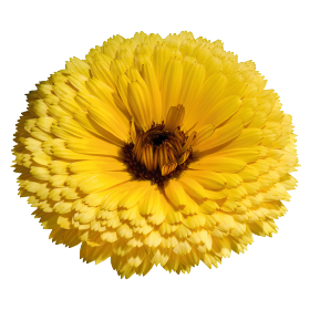 Calendula officinalis Touch of Red | Benary