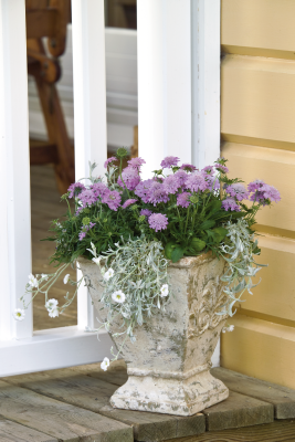 Scabiosa japonica var. Alpina Ritz Rose | Benary