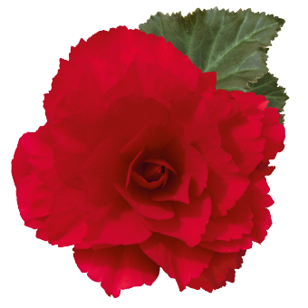 Begonia tuberhybrida F₁ Nonstop Joy® Red | Benary