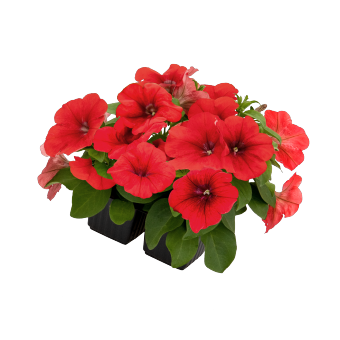 Petunia x hybrida F₁ BOOM!™ HD Red | Benary