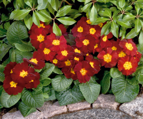 Primula elatior F₁ Piano Red | Benary