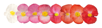 Begonia semperflorens F₁ Sprint Plus Maxi Mix | Benary