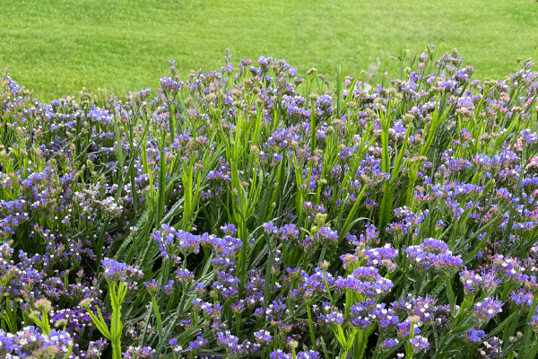 Limonium sinuatum Hipster™ Blue | Benary