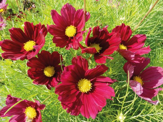 Cosmos bipinnatus Casanova Red | Benary