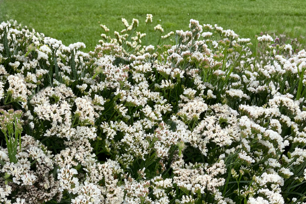 Limonium sinuatum Hipster™ White | Benary