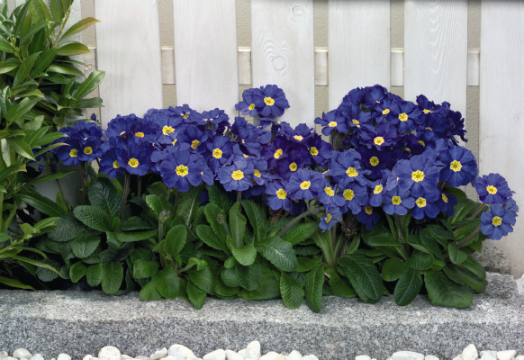 Primula elatior F₁ Crescendo® Blue Shades | Benary