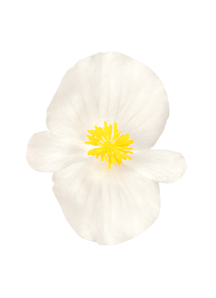 Begonia semperflorens F₁ Sprint Plus White | Benary