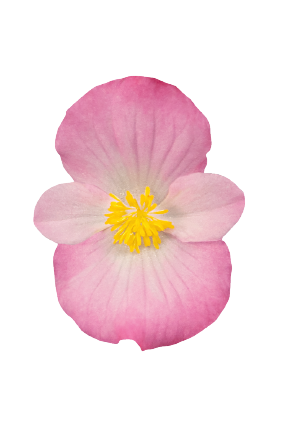 Begonia semperflorens F₁ Sprint Plus Pink | Benary