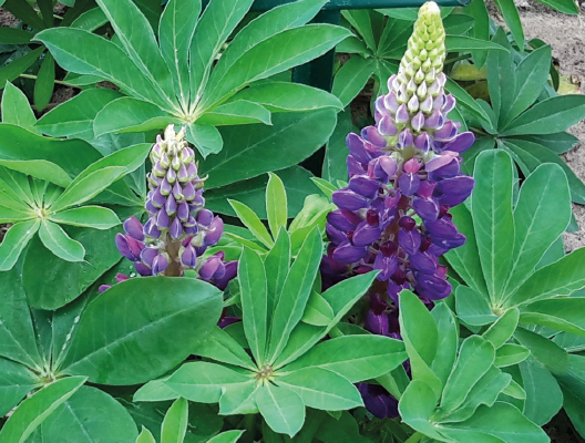 Lupinus polyphyllus Lupini Blue Shades | Benary
