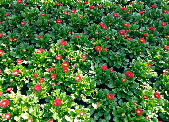 Bellis perennis BellaDaisy Red | Benary