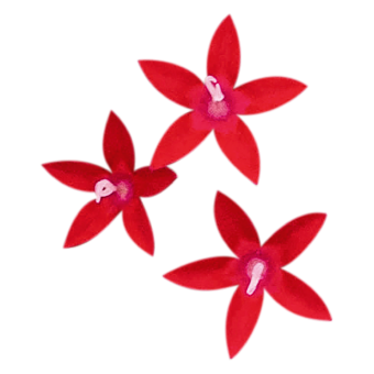 Pentas lanceolata F₁ Graffiti® Ruby | Benary