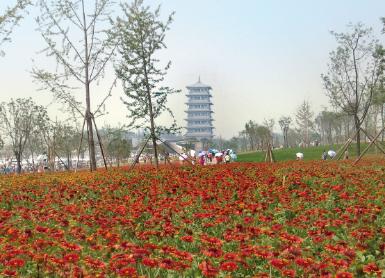 Gaillardia x grandiflora Arizona Red Shades | Benary