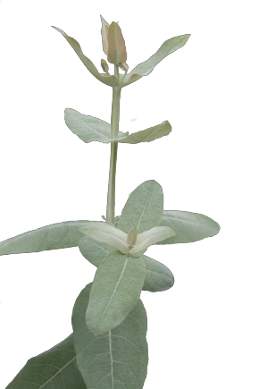 Eucalyptus globulus StyX | Benary