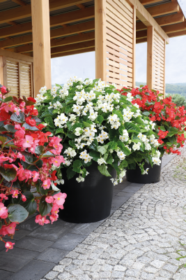 Begonia x benariensis F₁ BIG | Benary