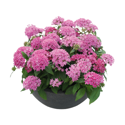 Pentas lanceolata F₁ Graffiti® Lavender Pink | Benary