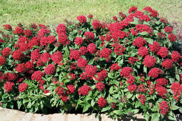 Pentas lanceolata F₁ Kaleidoscope Deep Red | Benary