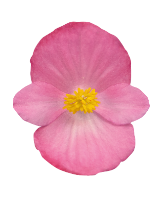 Begonia semperflorens F₁ Sprint Plus Rose | Benary