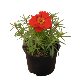 Portulaca grandiflora F₁ Sundial Deep Red | Benary