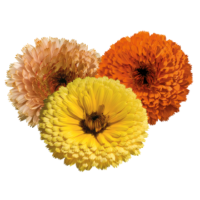 Calendula officinalis Touch of Red | Benary