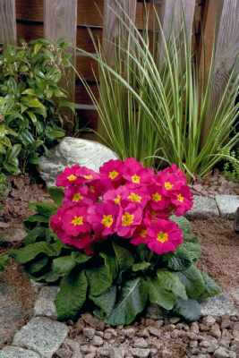 Primula elatior F₁ Crescendo® Bellarosa | Benary