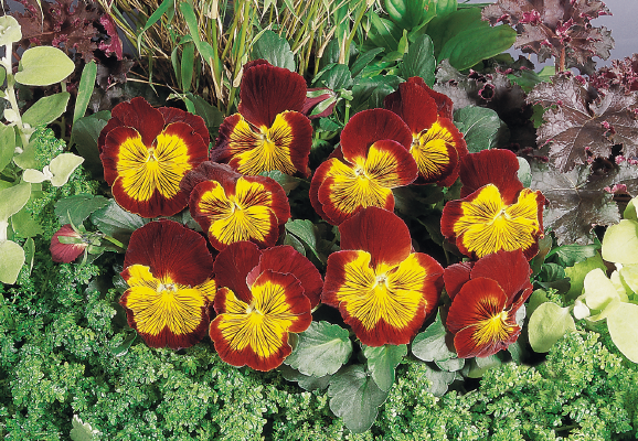 Viola wittrockiana F₁ Cats® Red & Gold | Benary