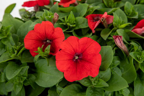Petunia x hybrida F₁ BOOM!™ HD Red | Benary