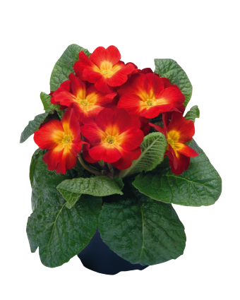 Primula elatior F₁ Piano Fire | Benary