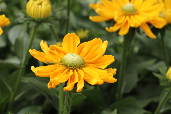 Rudbeckia hirta Amarillo Gold | Benary