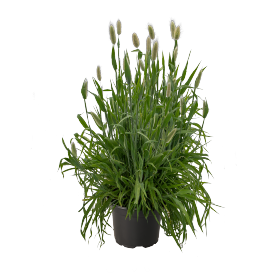 Lagurus ovatus Bunny | Benary