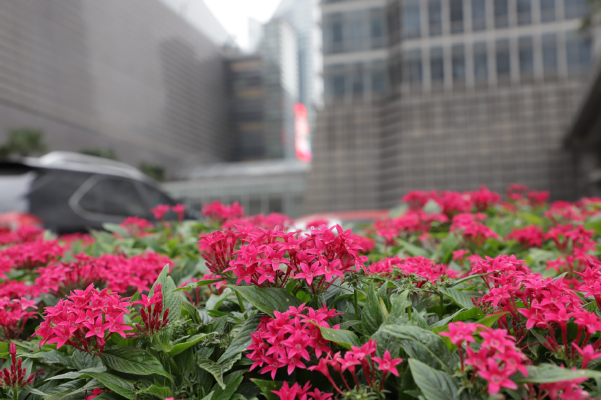 Pentas lanceolata F₁ Graffiti® Rose | Benary