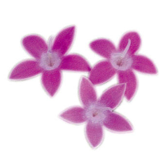 Pentas lanceolata F₁ Graffiti® Ultra Violet | Benary