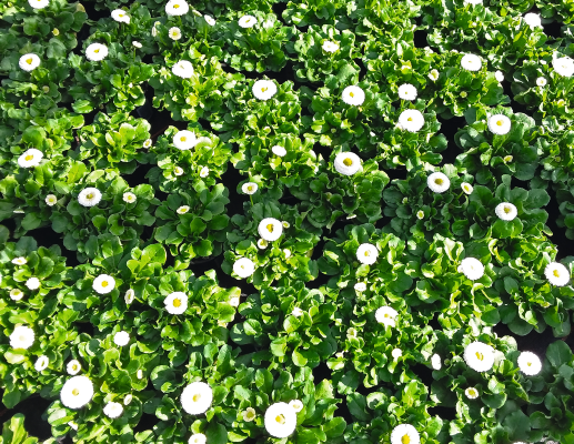 Bellis perennis BellaDaisy White | Benary