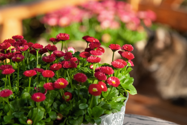 Bellis perennis Speedstar® Plus Red | Benary